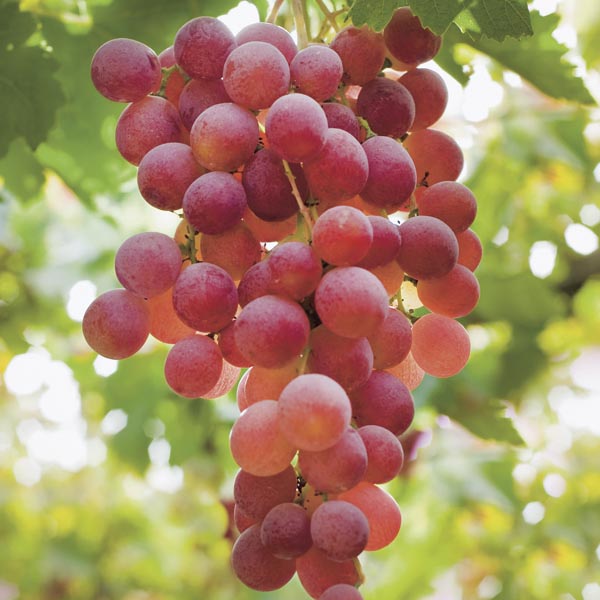 European Grapes and Their Old American Roots – Disholicious